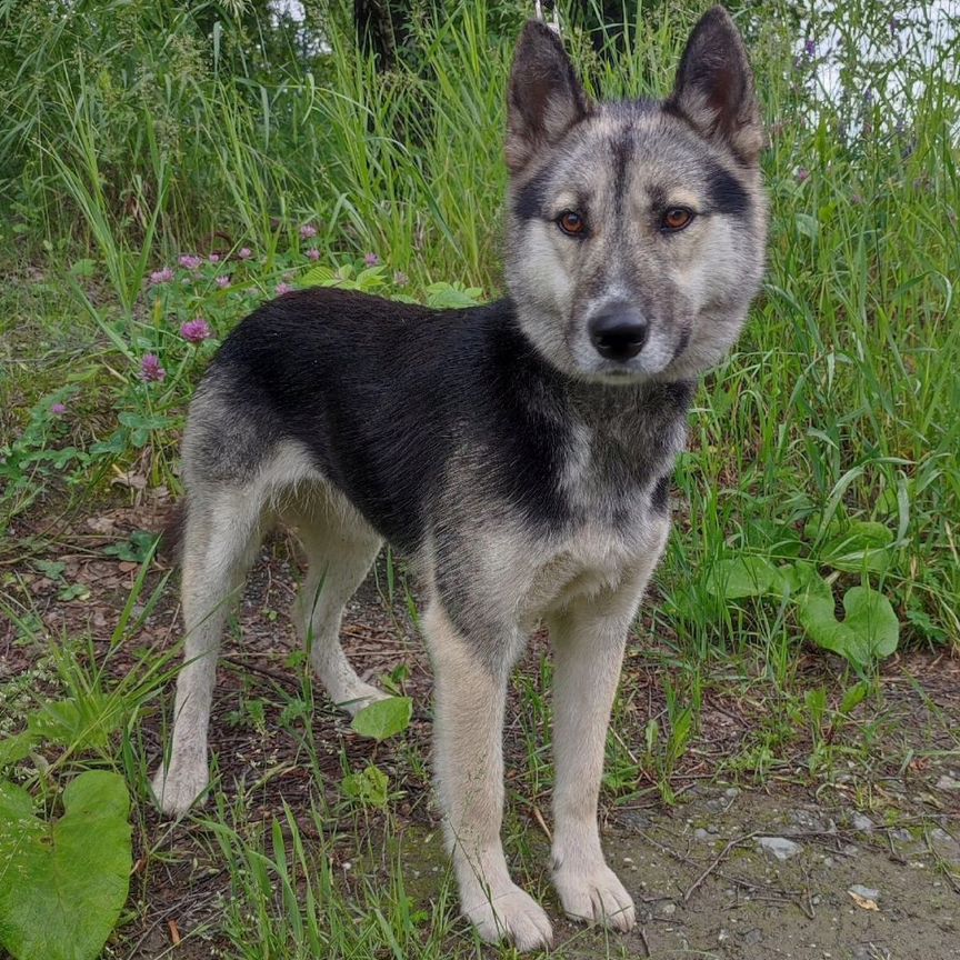 Подопечная приюта