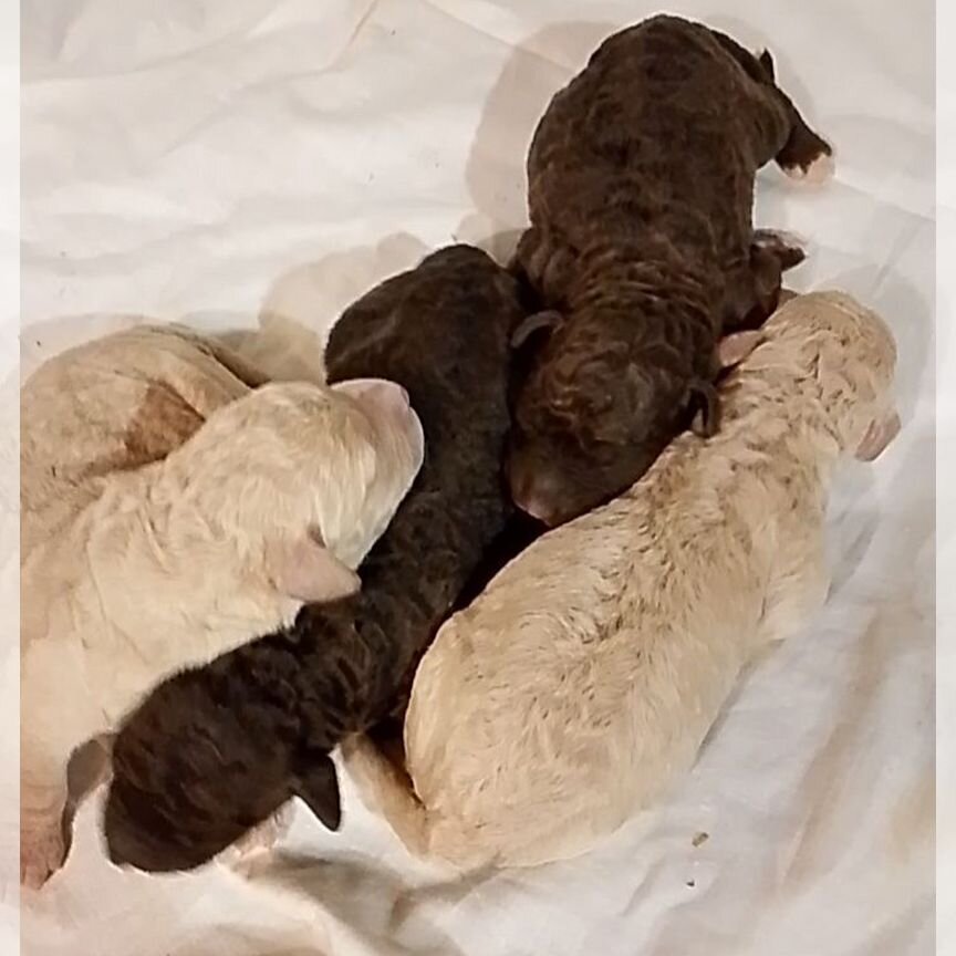 Испанская водяная собака, щенок