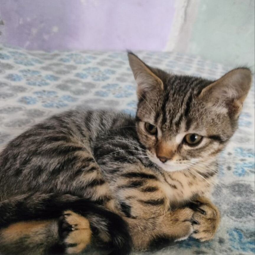 Кошки в добрые руки