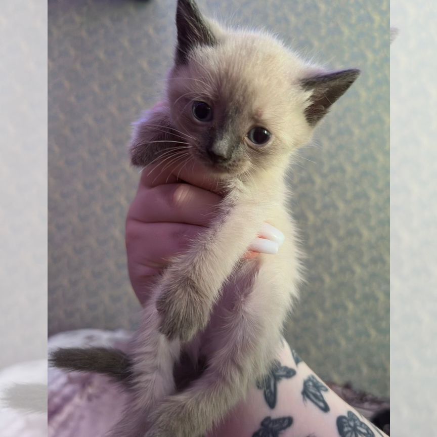 Котёнок в добрые руки