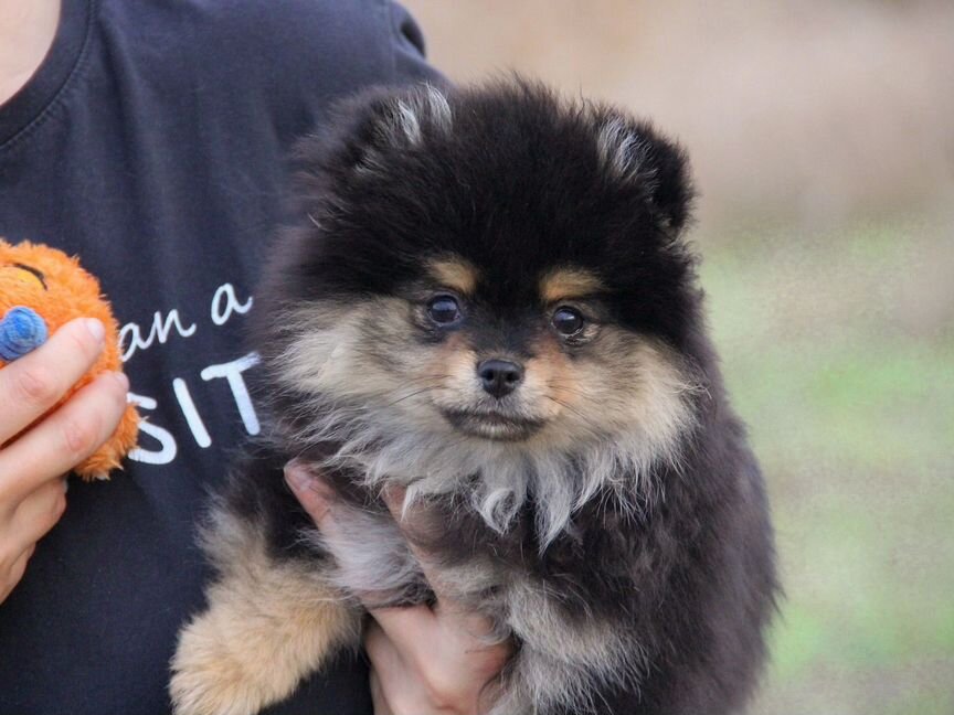 Померанский шпиц мини мишка