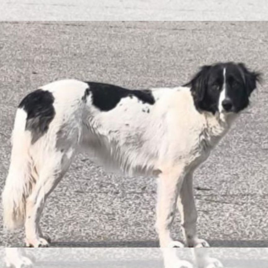 Английский сеттер, взрослый пёс