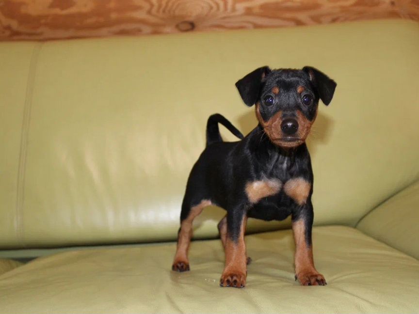 Девочка цвергпинчера