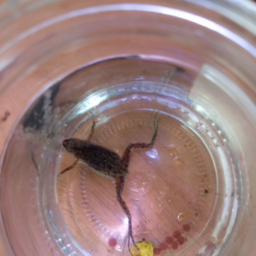 Аквариумная лягушка