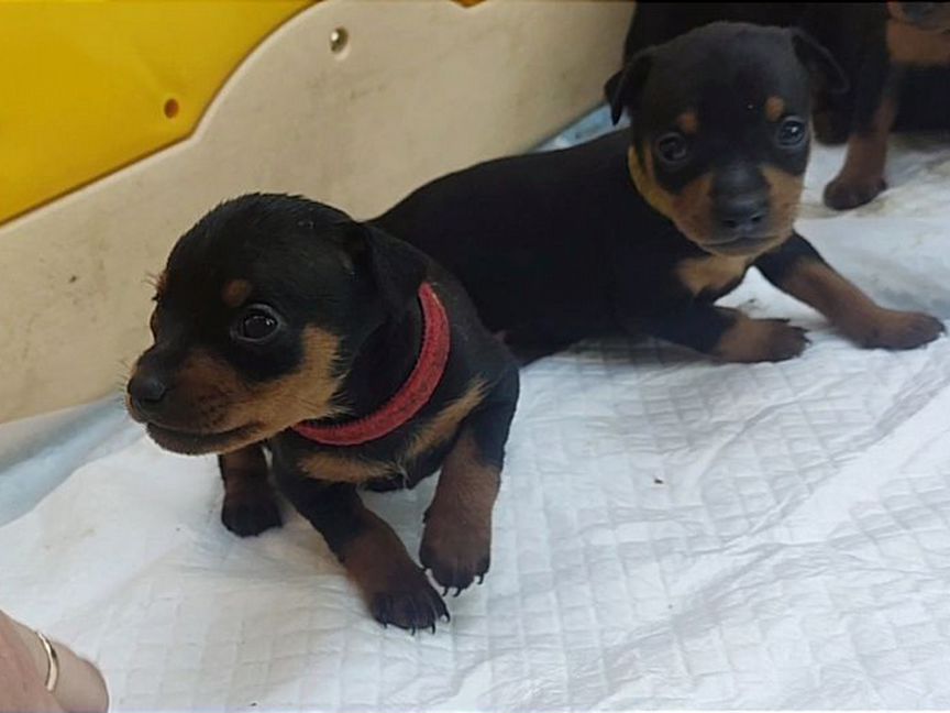Цвергпинчер мини доберман девочки