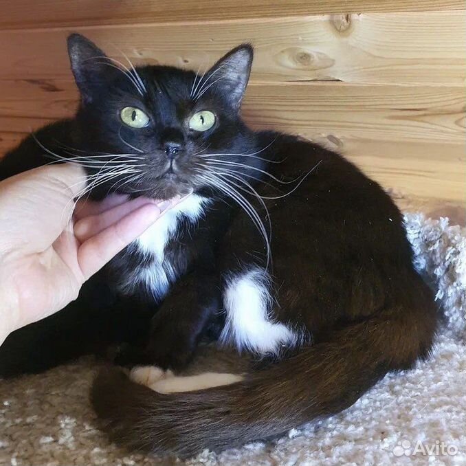 Кошка Безлапка из живодерской квартиры