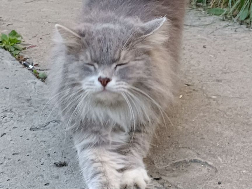 Кошечка серенькая