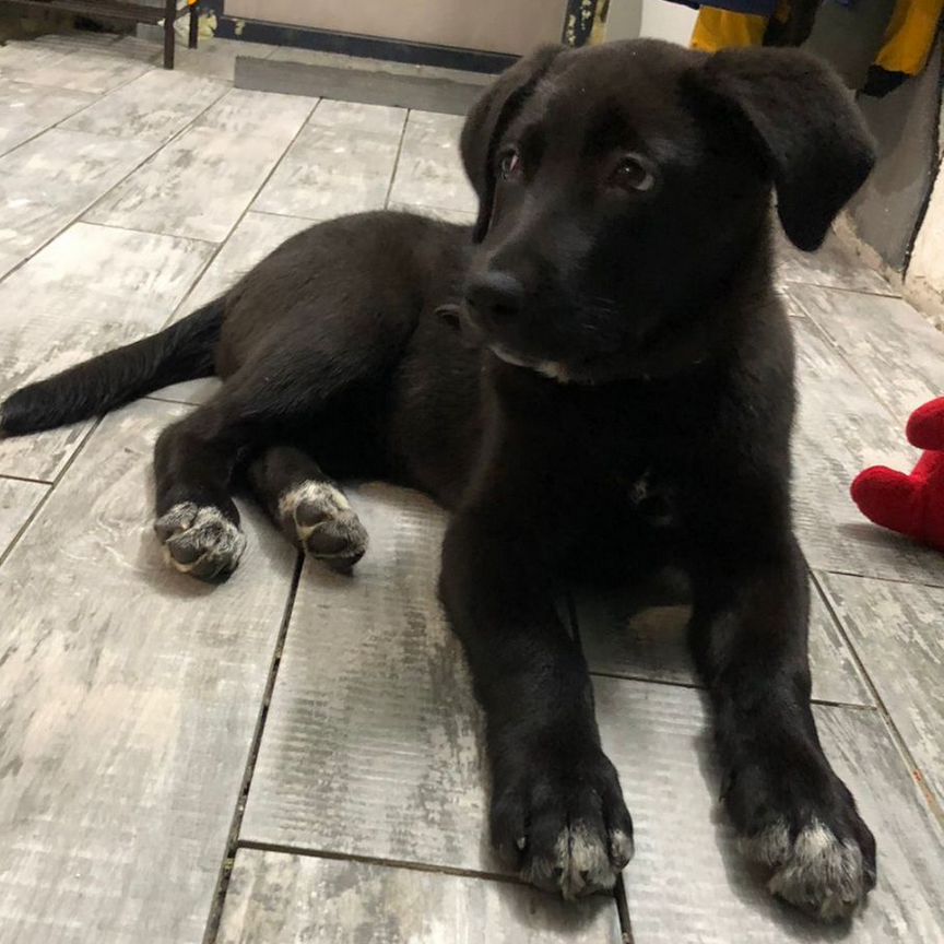 Среднеазиатская овчарка помесь со стафордом