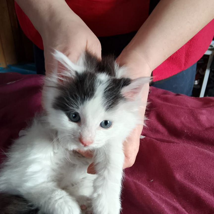Котенок в добрые руки бесплатно девочка