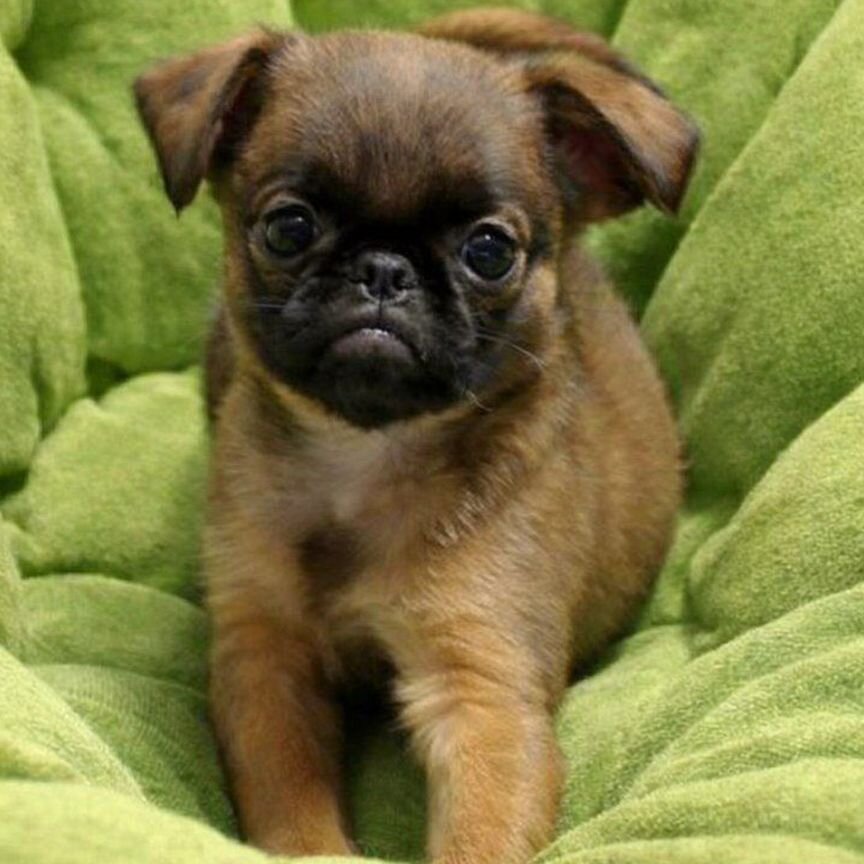 Пти-брабансон, щенок