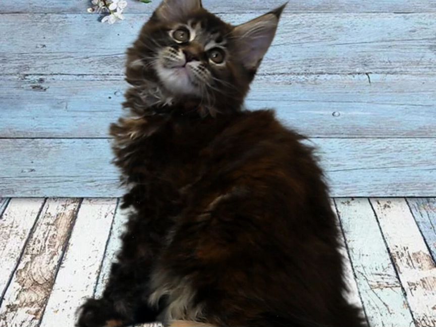 Котята мейн-кун