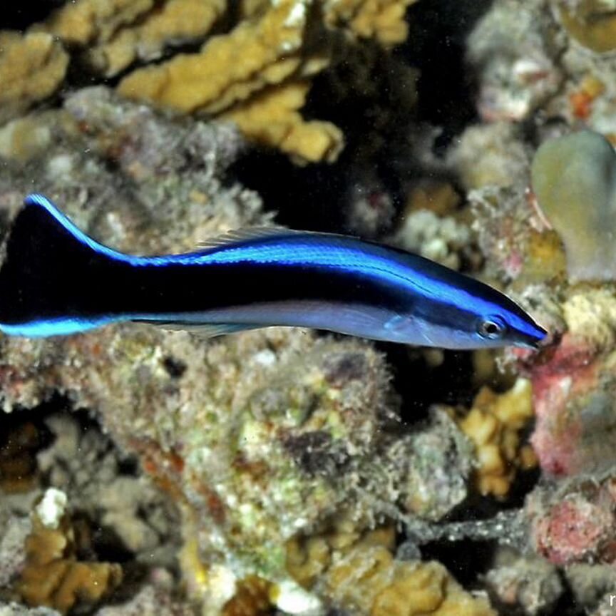 Губан доктор