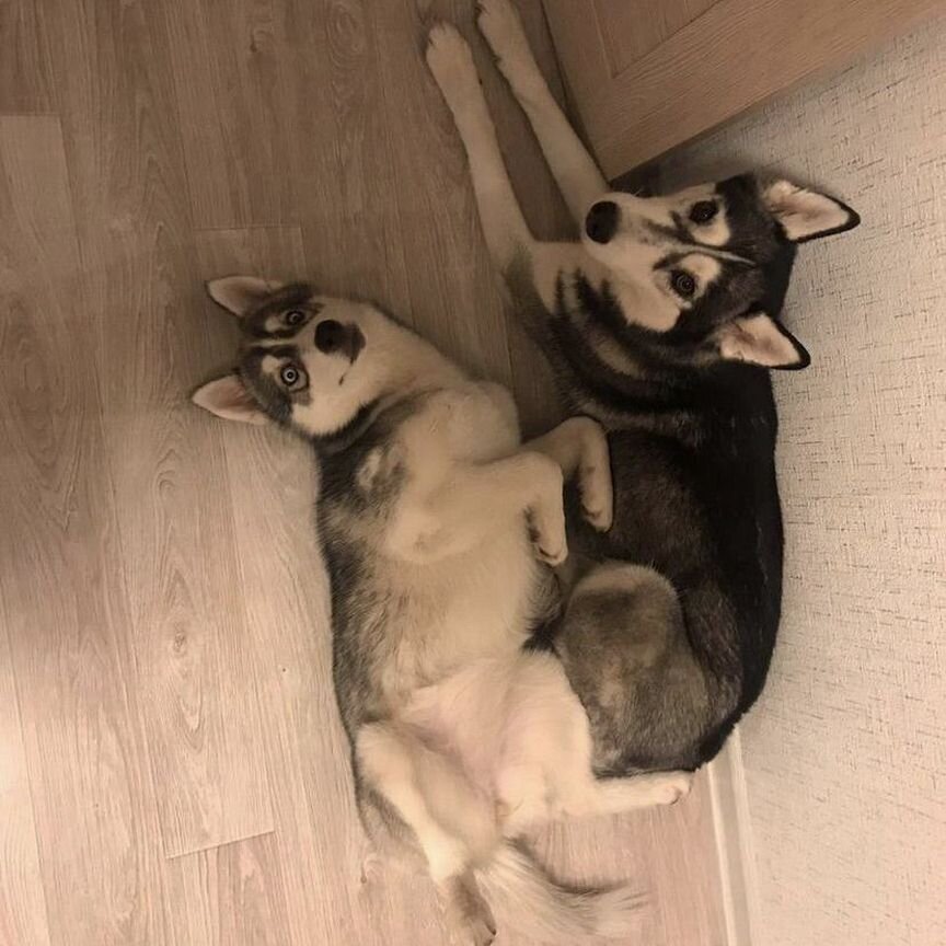 Хаски в добрые руки