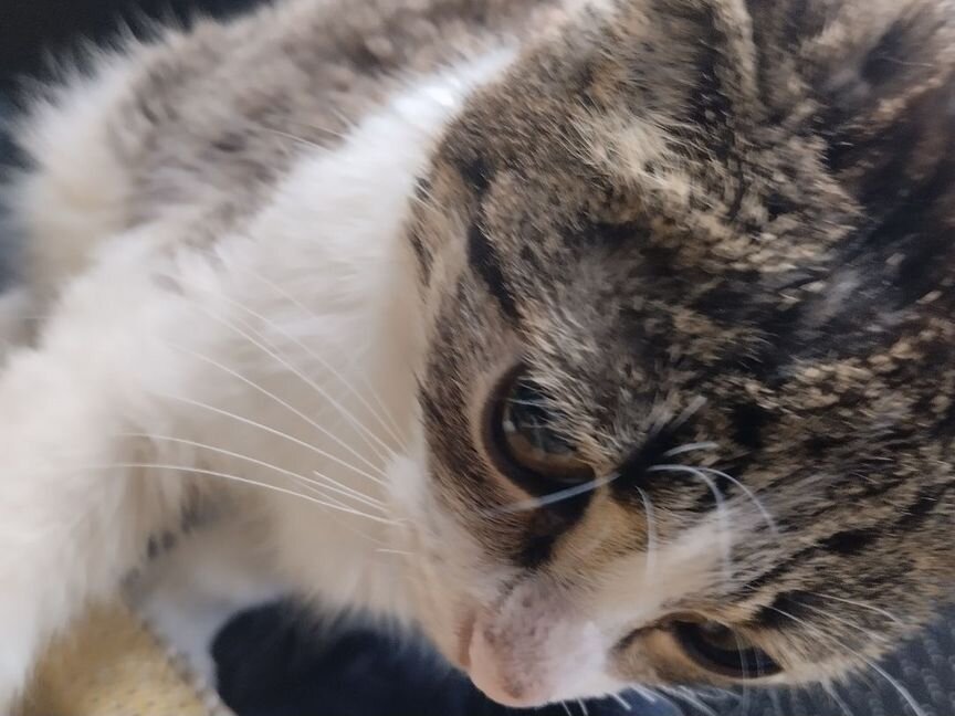 Котёнок мальчик бесплатно с доставкой