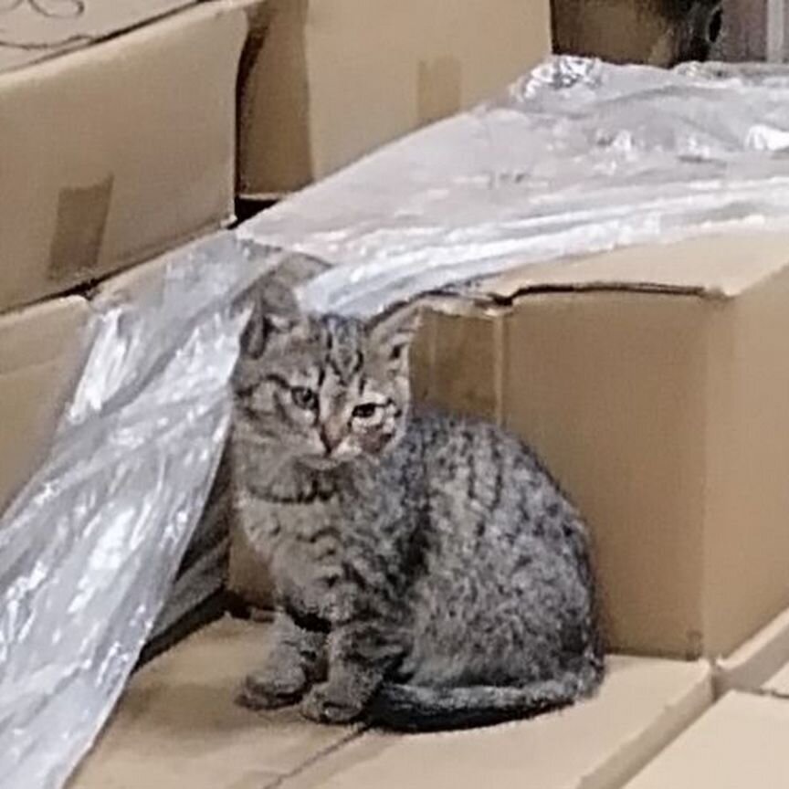 Котята 1,5 м