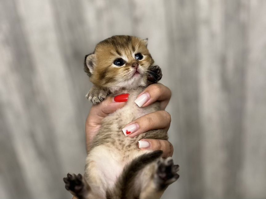 Шотладские котята