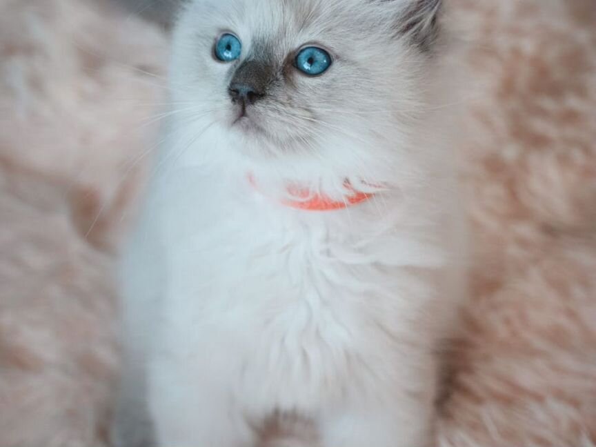 Котята рэгдолл спб