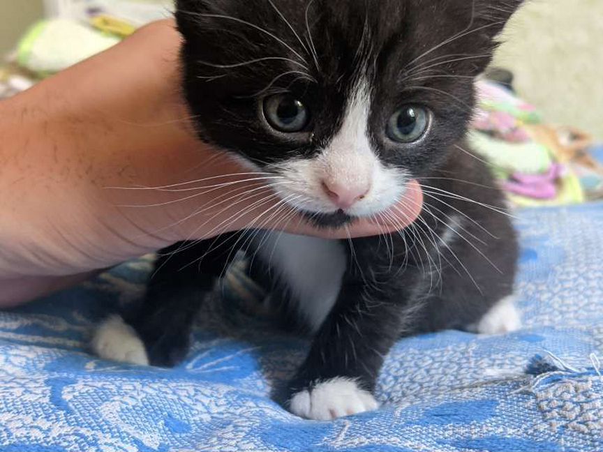 Котята