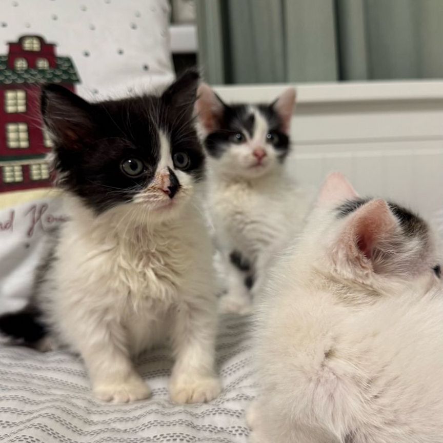 Котята в добрые руки