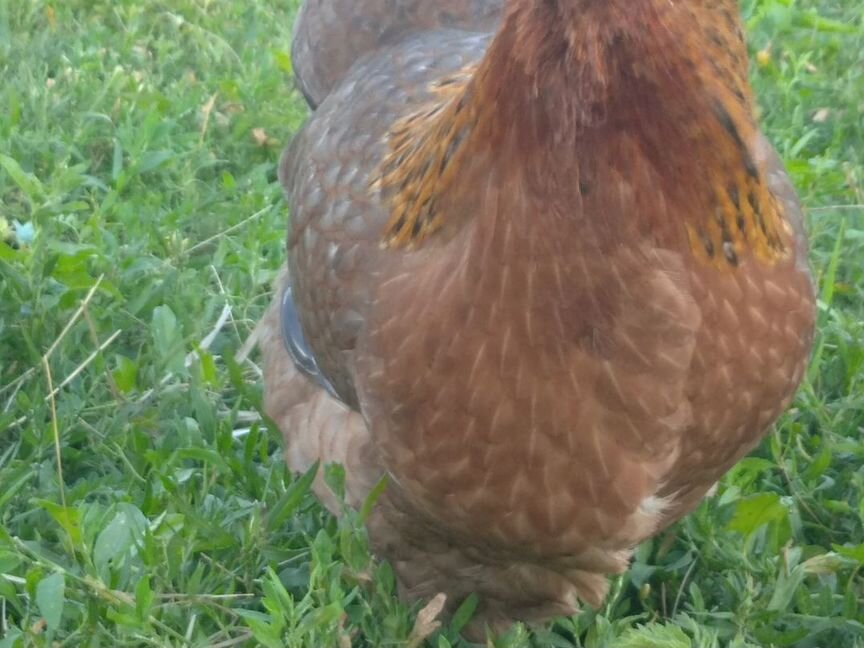 Куры Билефельдер