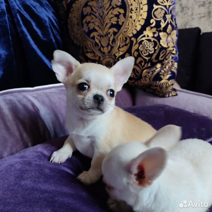 Два братика щенки чихуа 2 месяца