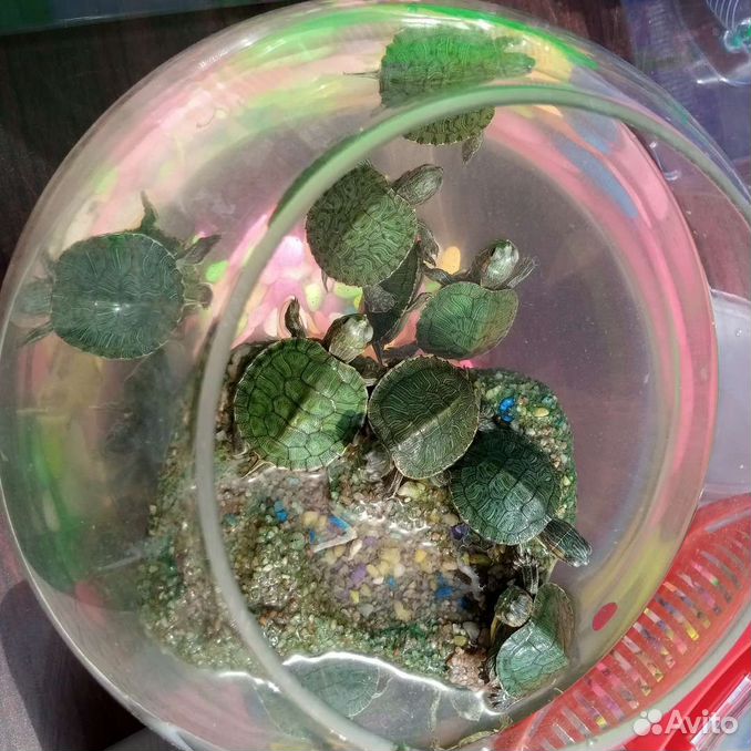 Красноухая черепаха маленькая