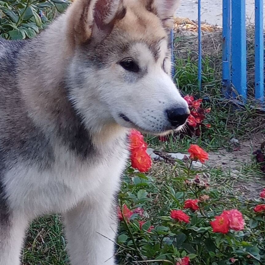 Аляскинский маламут щенки