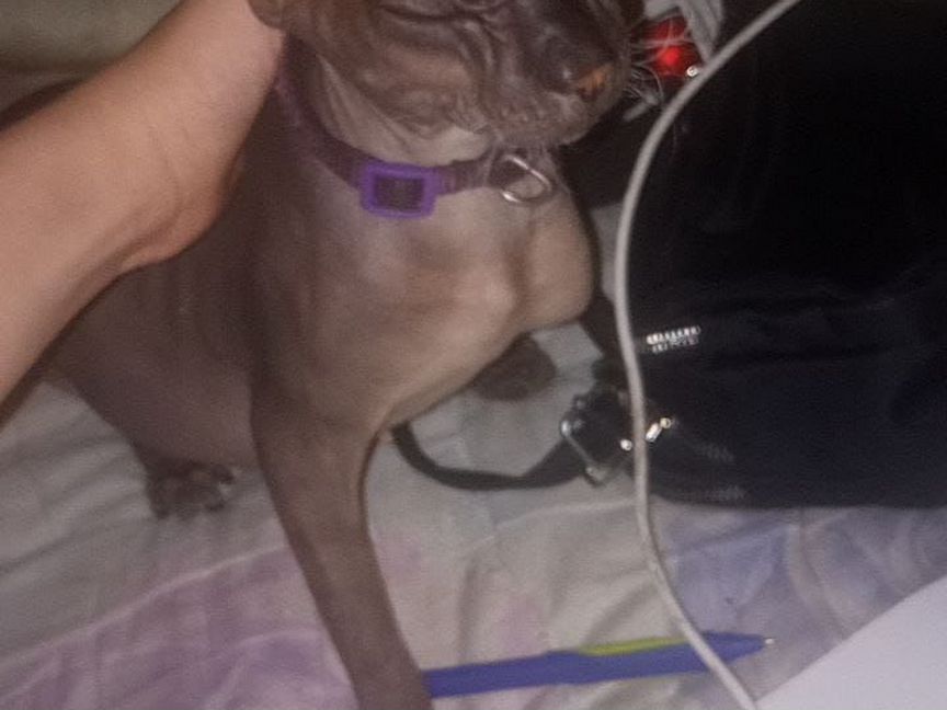 Донской сфинкс