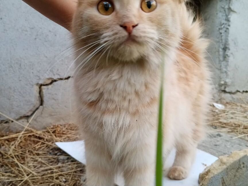 Кошечка