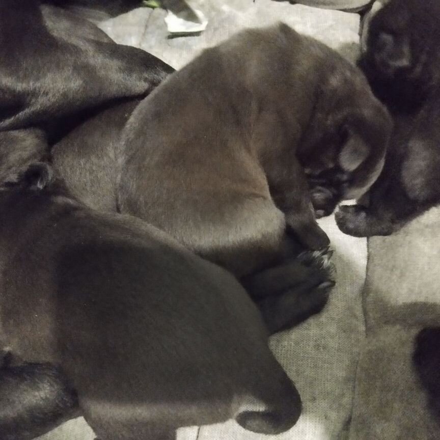 Стафтерьер щенки