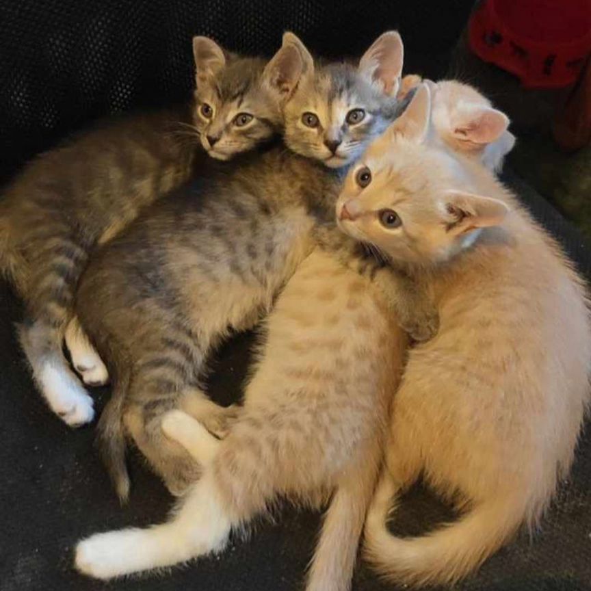 Котята в добрые руки бесплатно