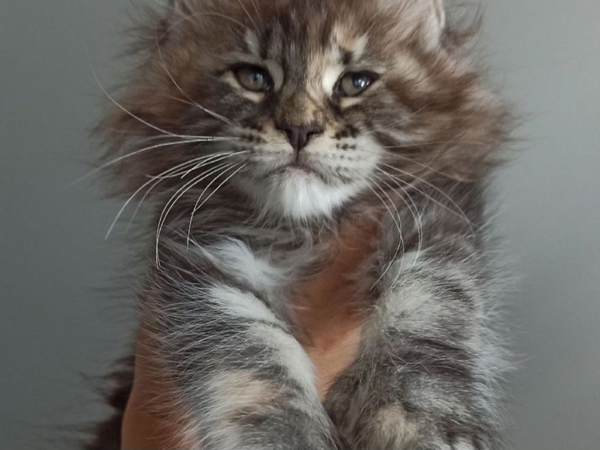 Мейн-кун полидакт