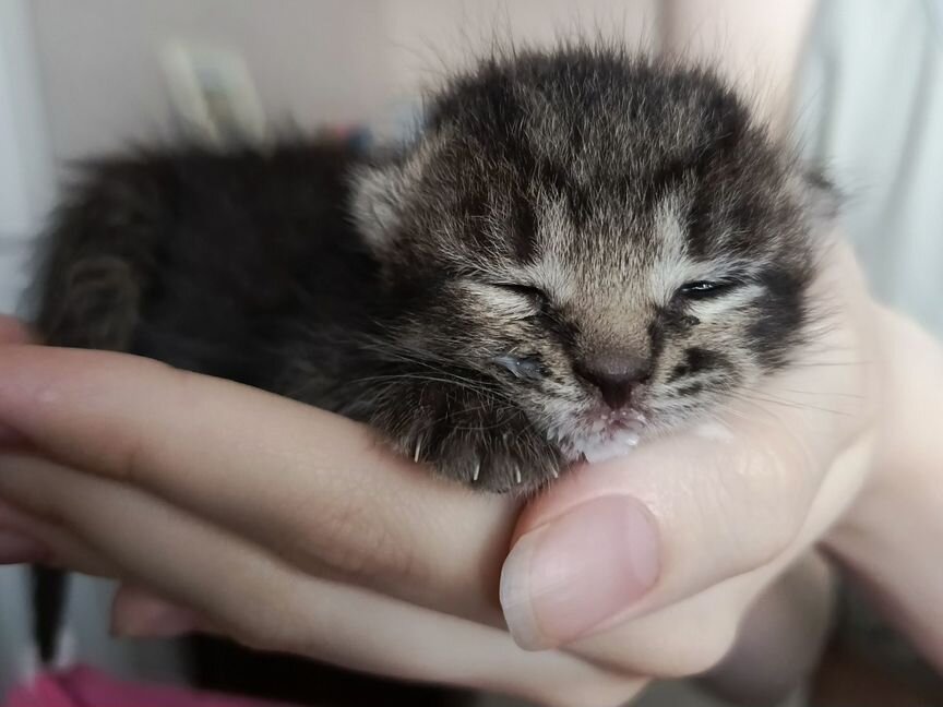 Вислоухие котята в добрые руки