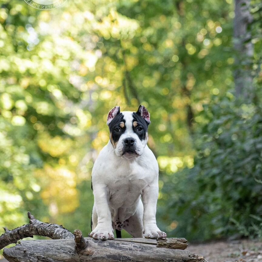 Щенок Американский Булли