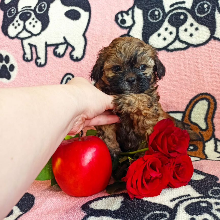 Мальтипу мини девчонка