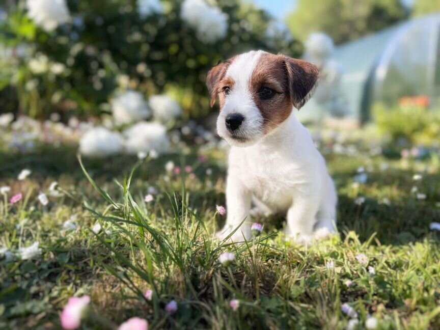 Щенок Джек Рассел терьер мальчик