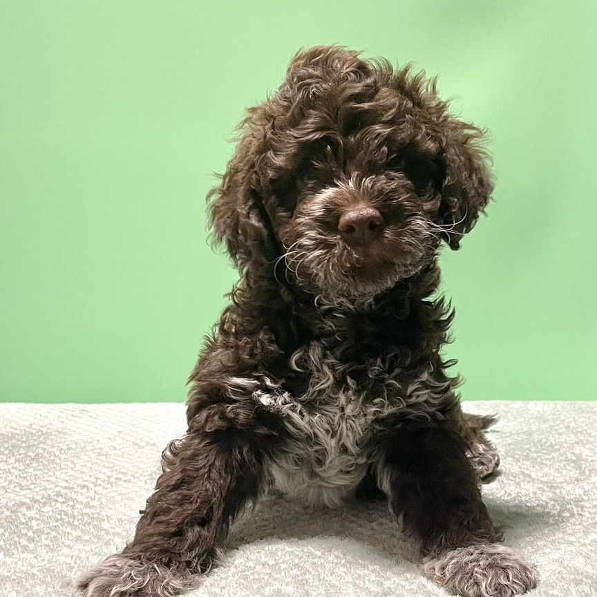 Лаготто романьоло мальчик