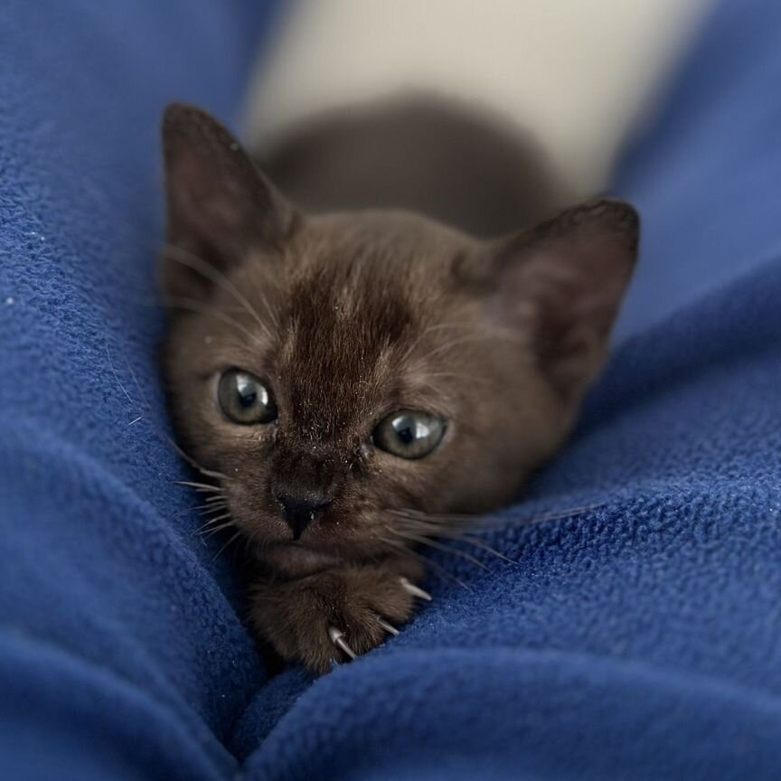 Бурманские котята