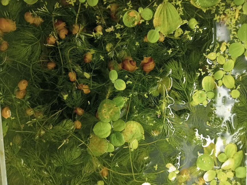 18 12 23 гАмпулярии улитки для аквариума