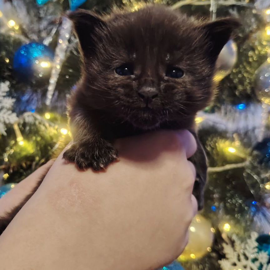 Мейн-кун котёнок