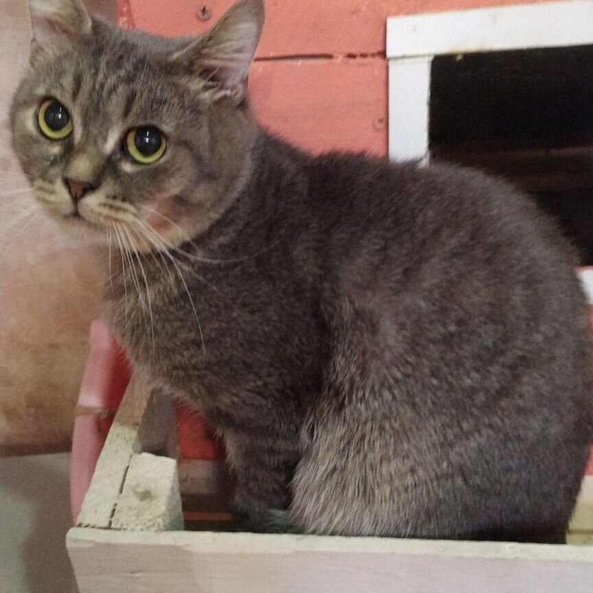 Котик Баксик очень ищет дом