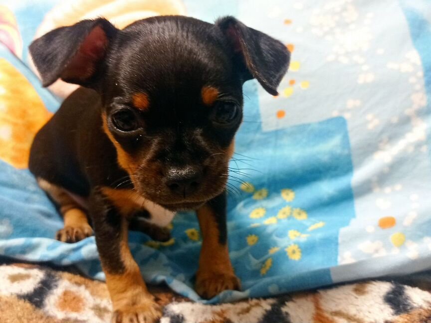 Собака маленькая порода Русский той терьер