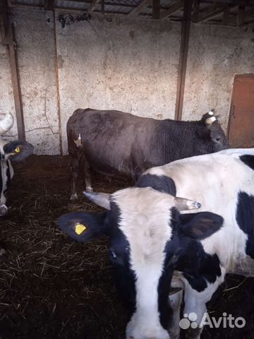 Быки на мясо