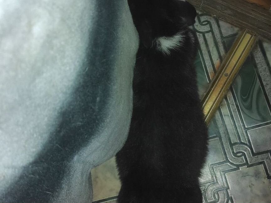 Продаю щенка корги
