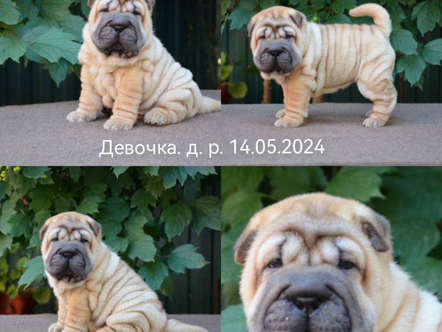 Шарпей