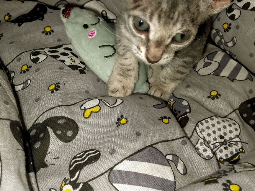 Кошка сфинкс