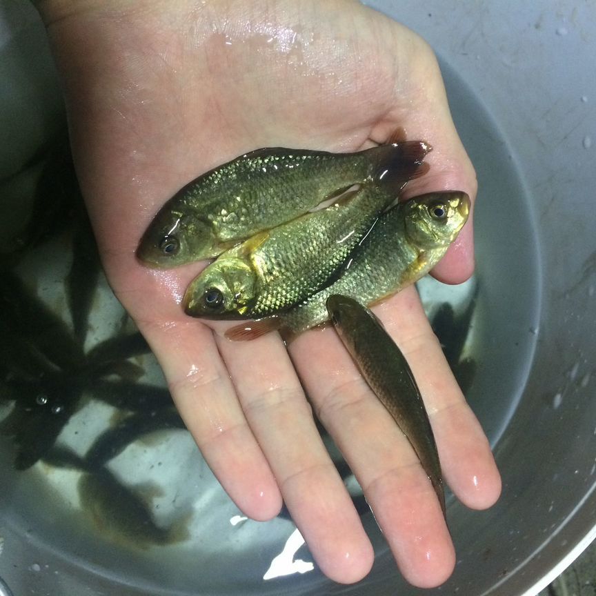 Живец для рыбалки