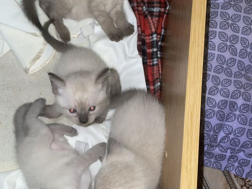 Сиамские котята