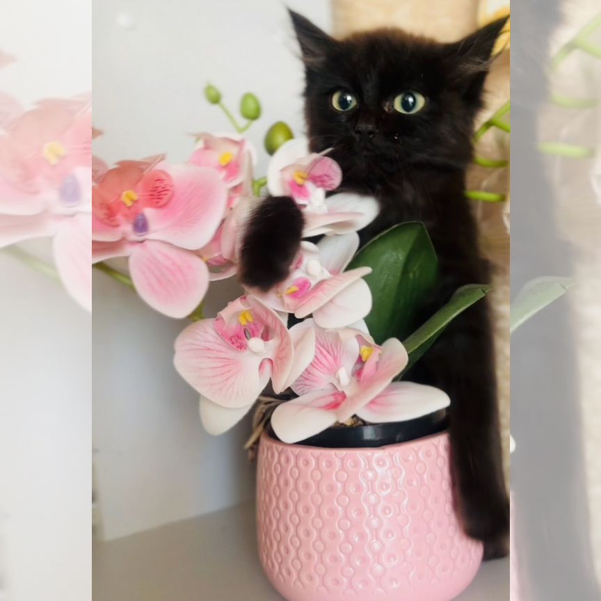 Котёнок в добрые руки