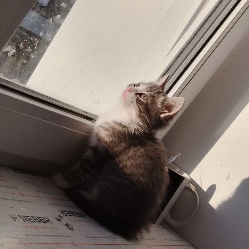 Кошки в добрые руки